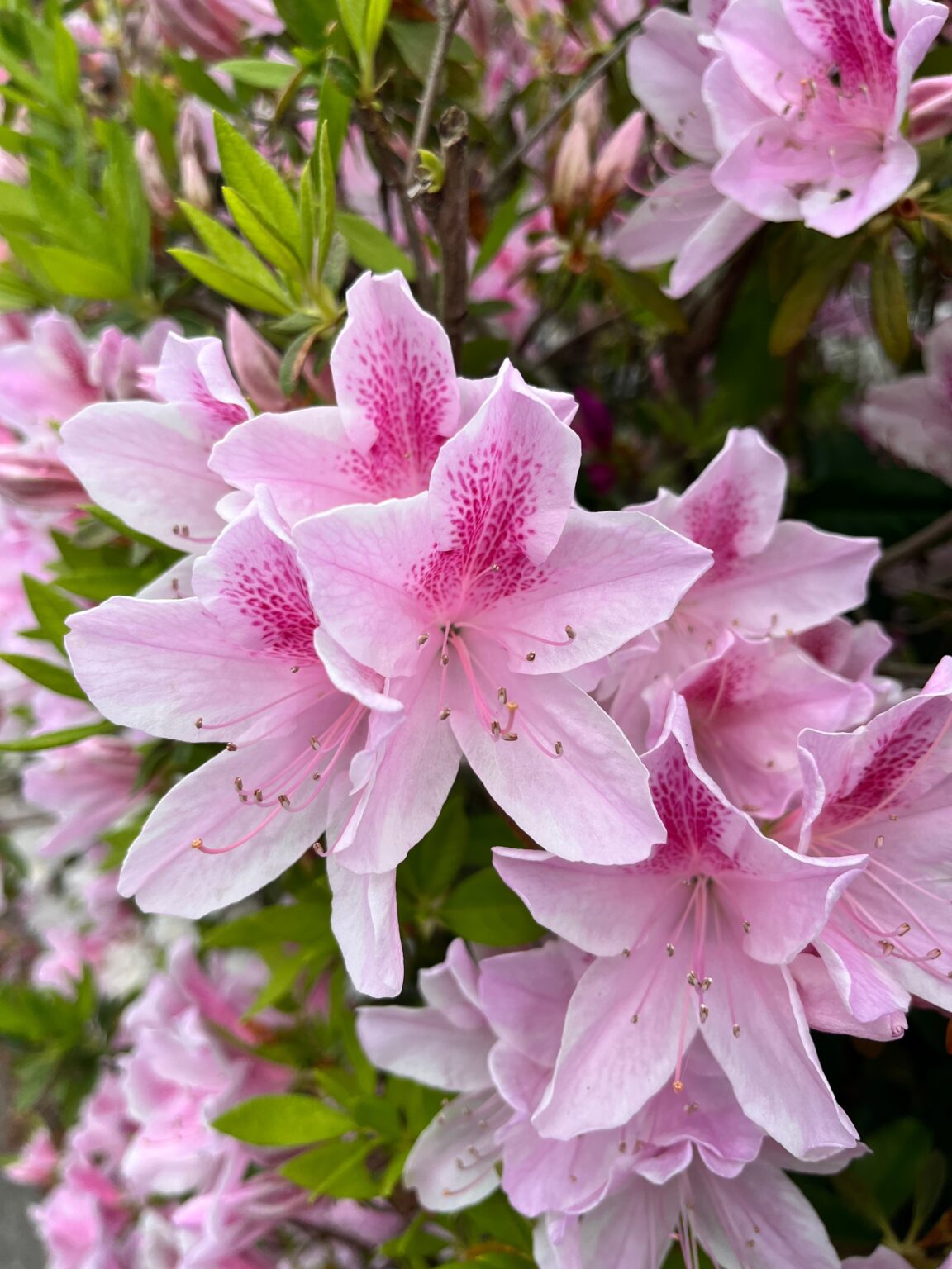 Practical Tips For Taking Reference Photos For Your Art